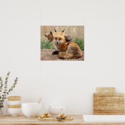 Red Fox And Baby Poster | Zazzle