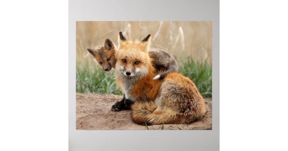 Red Fox And Baby Poster | Zazzle