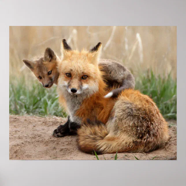 Red Fox And Baby Poster | Zazzle