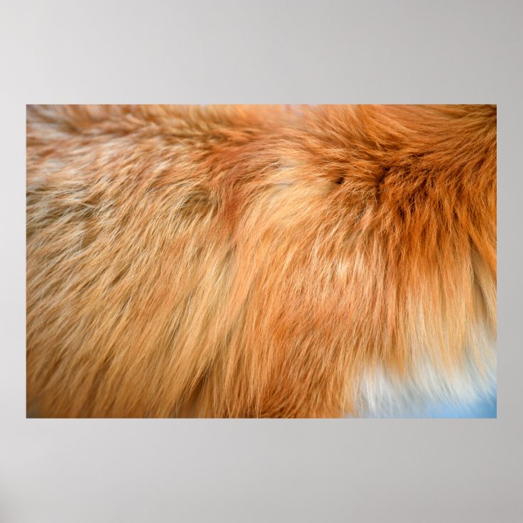 Red fox fur texture poster | Zazzle