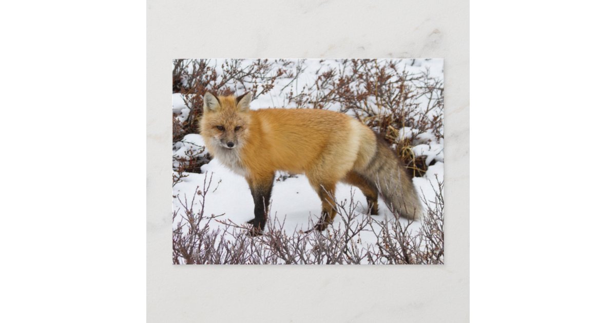 Red Fox in snow in winter Postcard | Zazzle
