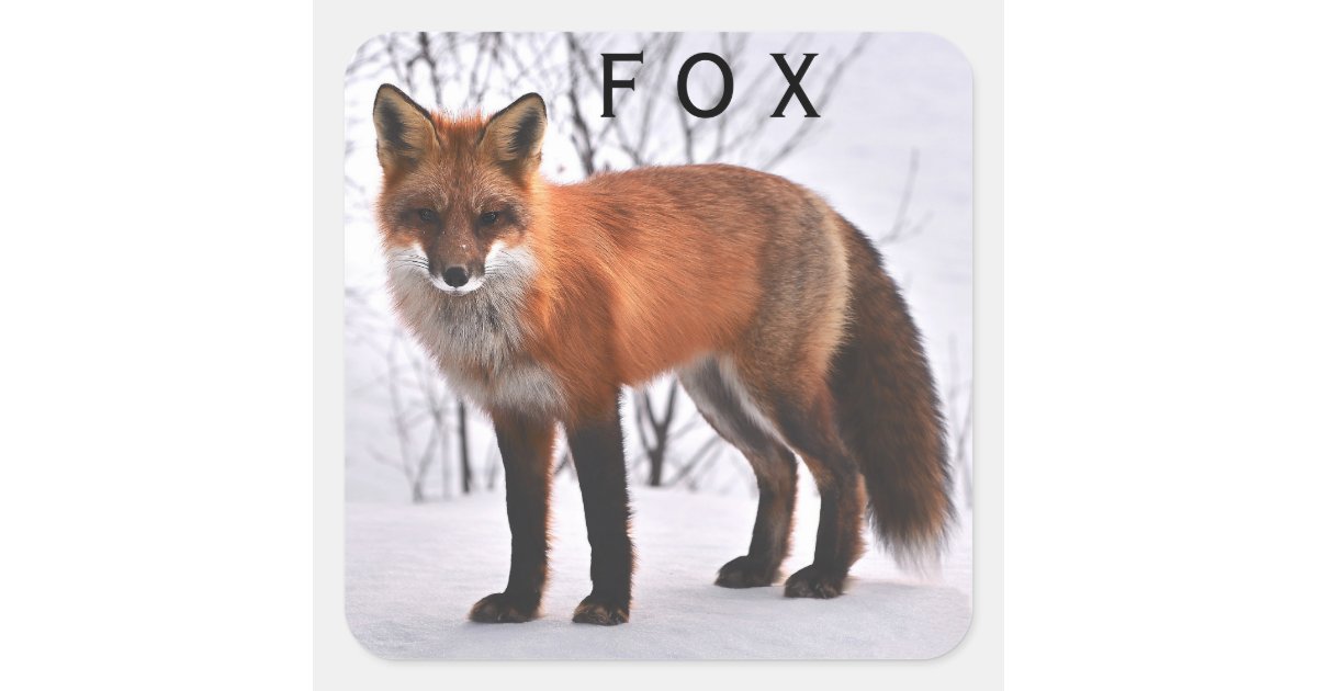 Red Fox In Snow Square Sticker | Zazzle