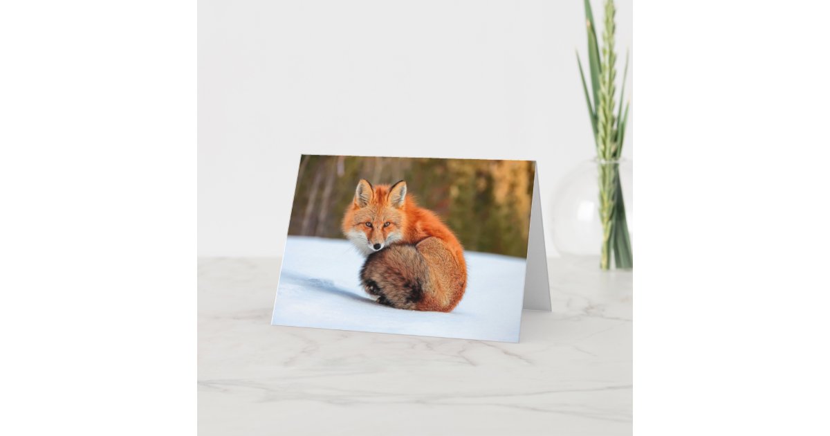 Red Fox In Snow | Yukon Card | Zazzle