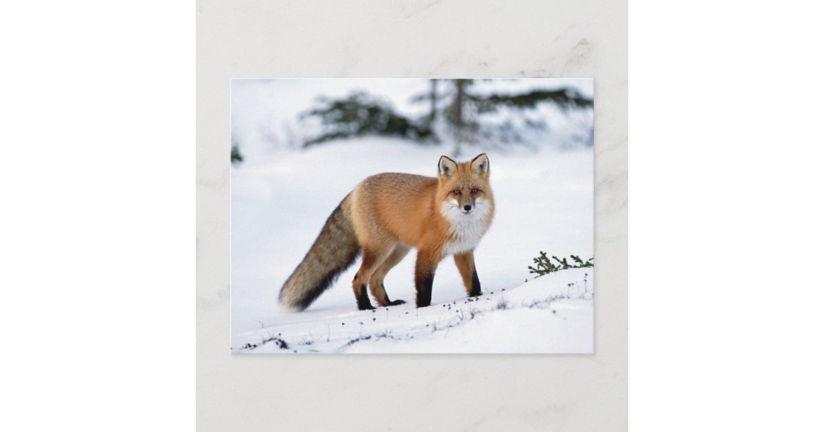 Red Fox in the Snow Postcard | Zazzle