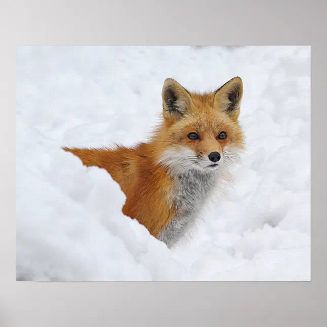 Red Fox in the Snow Poster | Zazzle