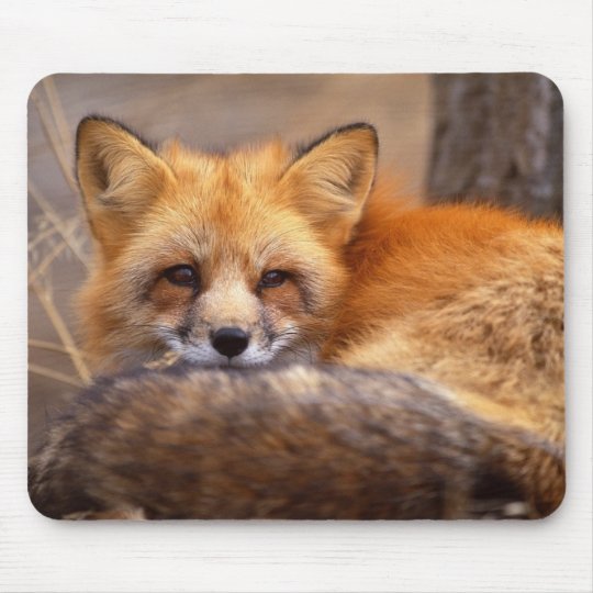 Red Fox Mouse Pad | Zazzle.com