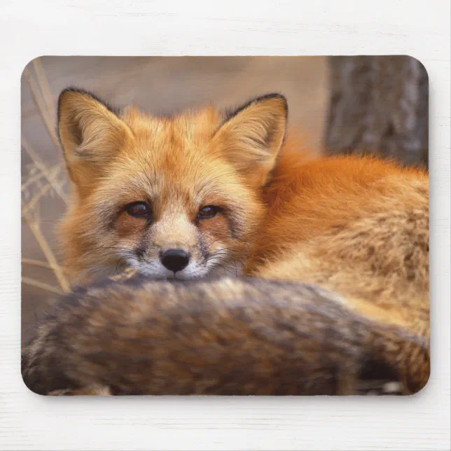 Red Fox Mouse Pad | Zazzle