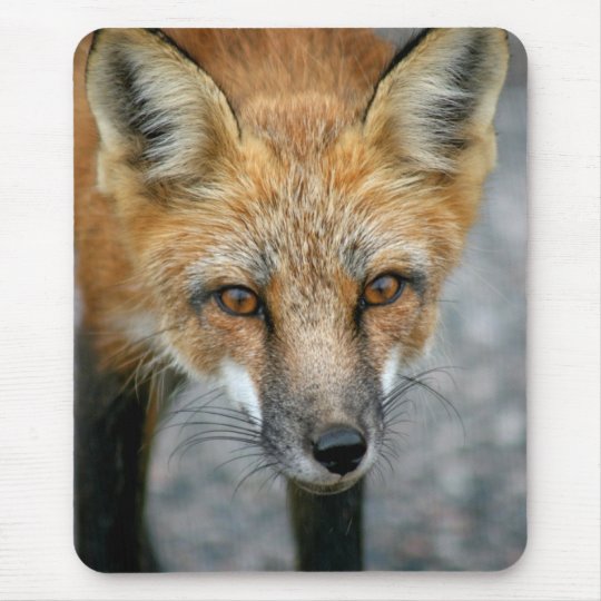 Red Fox Mouse Pad | Zazzle.com