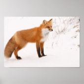 Red Fox Nature Wildlife Photo Poster | Zazzle
