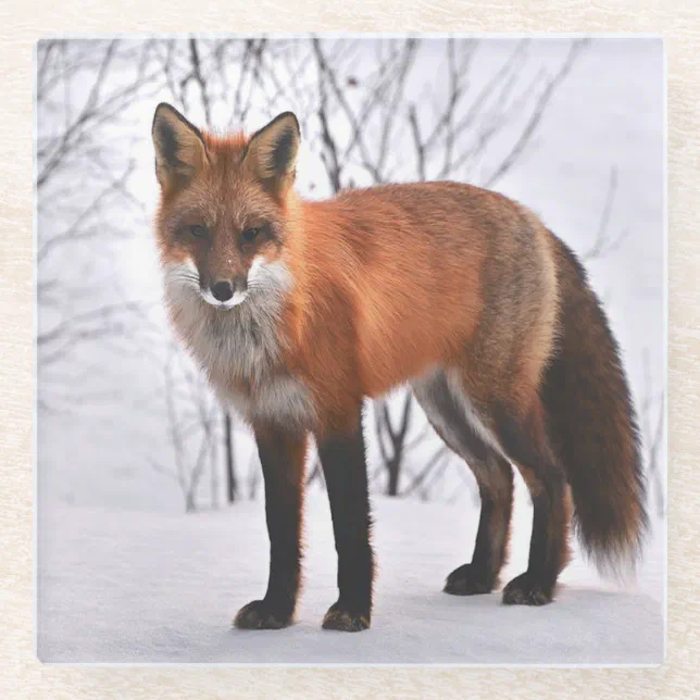 Red fox photo glass coaster | Zazzle