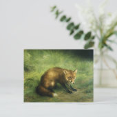 Red Fox Postcard | Zazzle