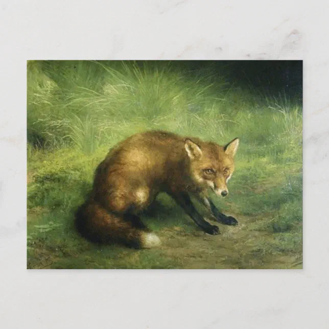 Red Fox Postcard | Zazzle