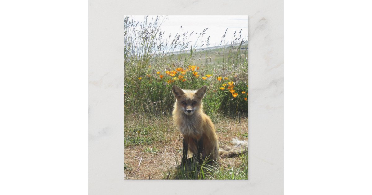 Red Fox Postcard | Zazzle