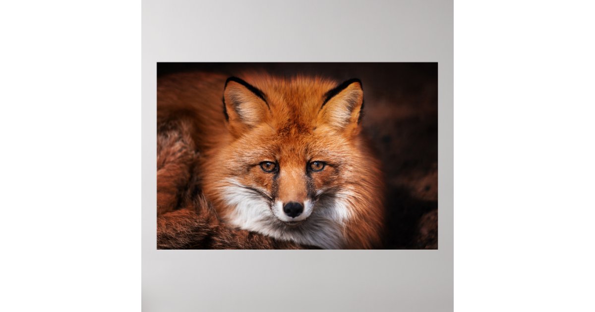 Red Fox Poster | Zazzle