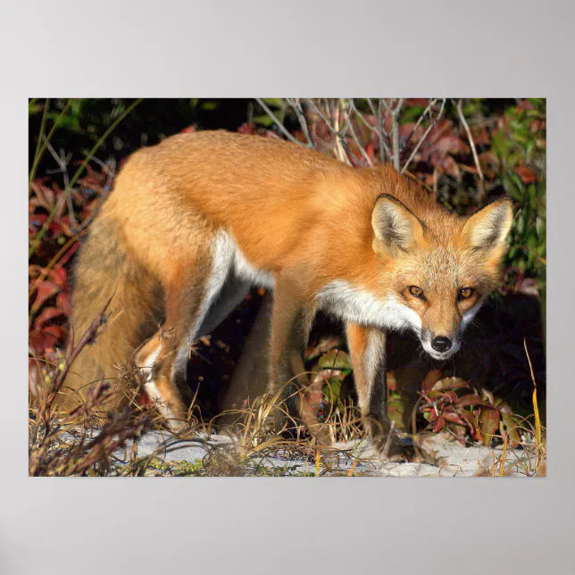 Red Fox Poster | Zazzle