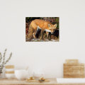 Red Fox Poster | Zazzle