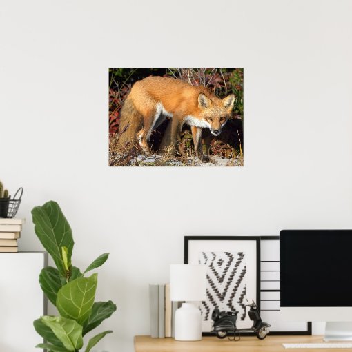 Red Fox Poster | Zazzle