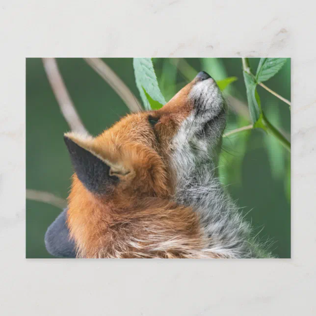 Red fox profile postcard | Zazzle