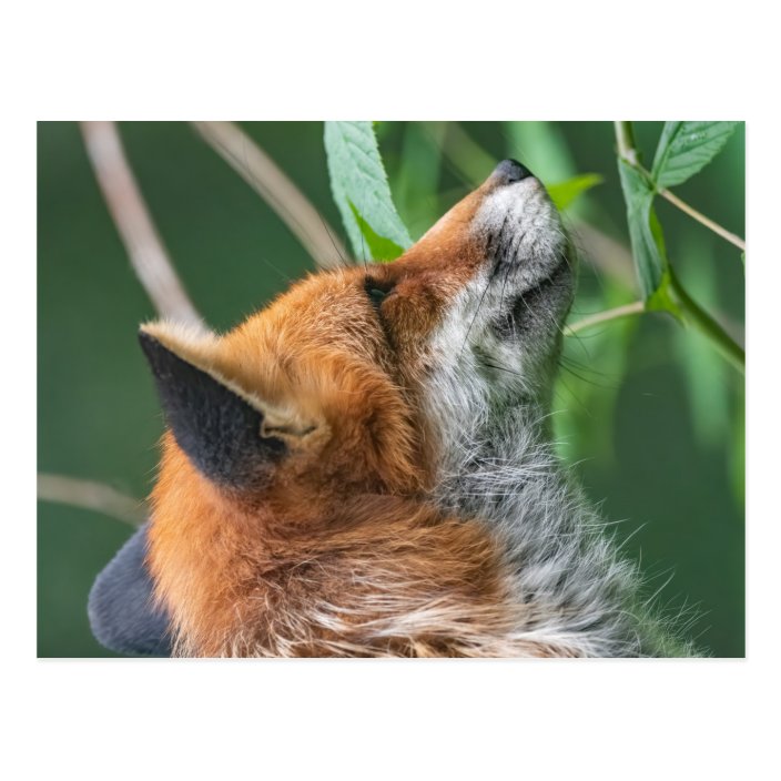 Red fox profile postcard | Zazzle.com