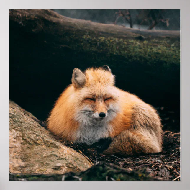 Red Fox Sleeping Poster | Zazzle