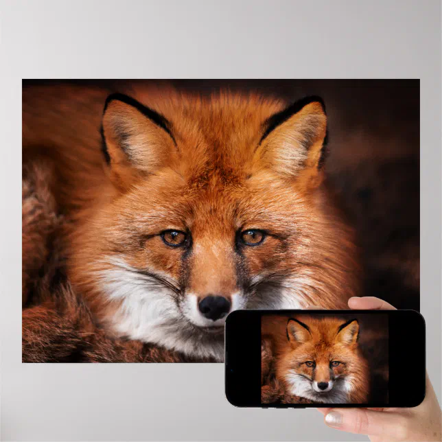 Red Fox Wild Woodland Animal Poster | Zazzle