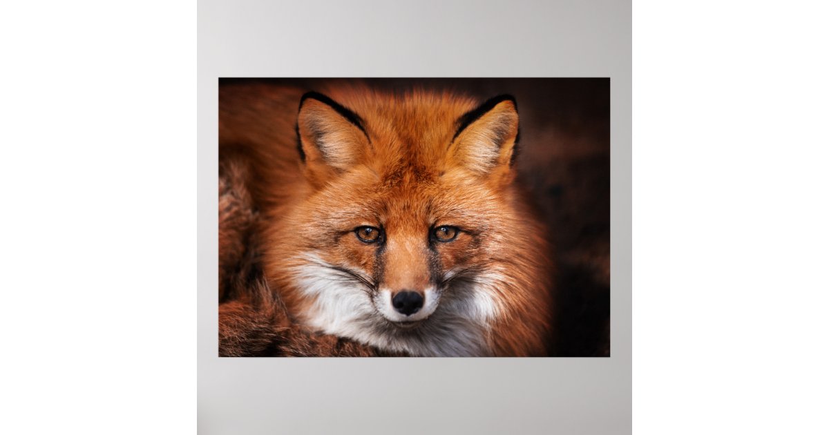 Red Fox Wild Woodland Animal Poster | Zazzle