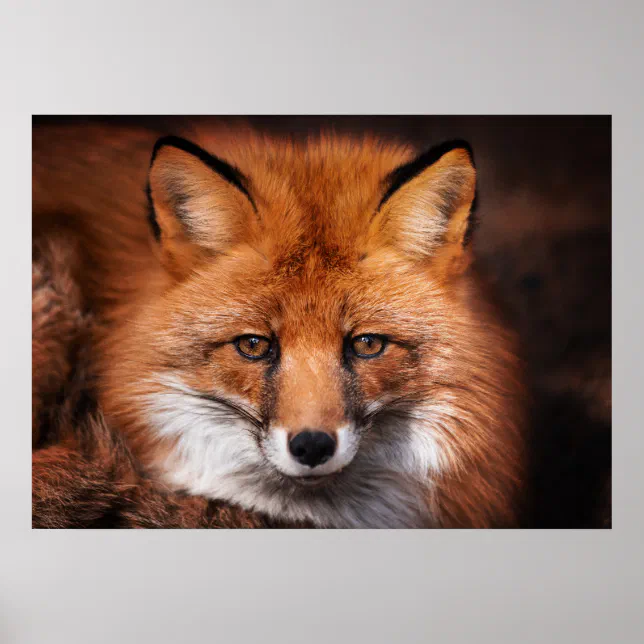 Red Fox Wild Woodland Animal Poster | Zazzle