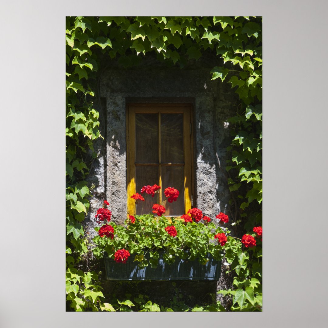 Red Geranium Window Flower Box Poster | Zazzle