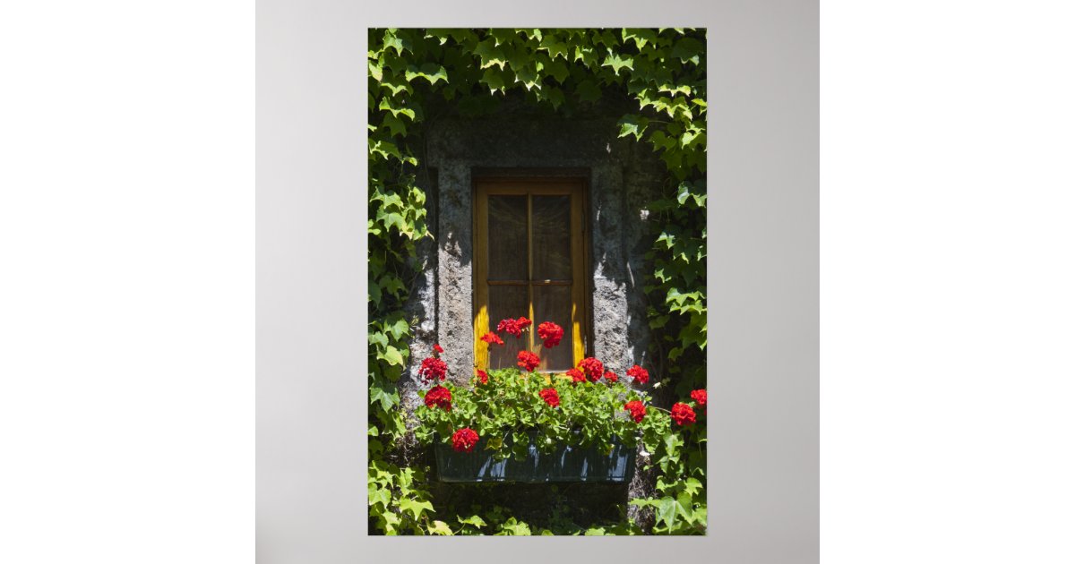 Red Geranium Window Flower Box Poster | Zazzle