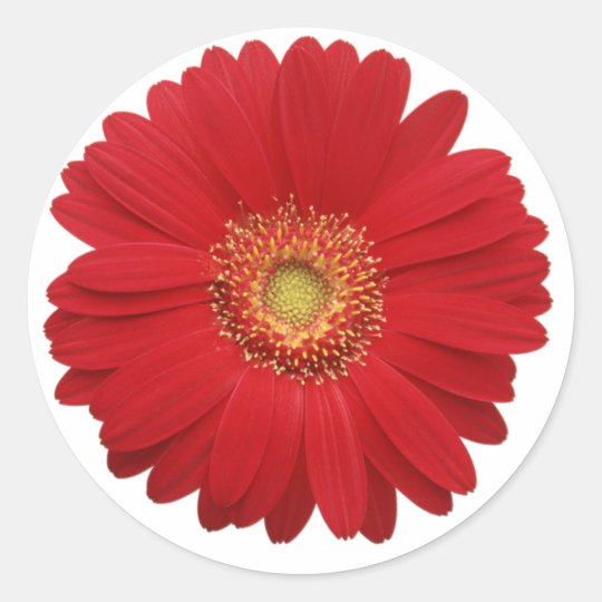 Red gerbera diasy Sticker | Zazzle.com