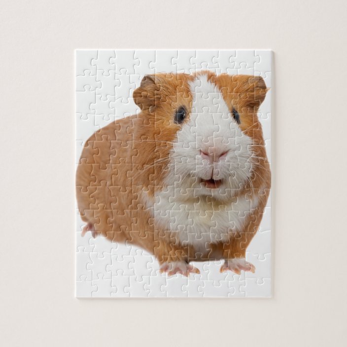 red guinea pig jigsaw puzzle | Zazzle.com