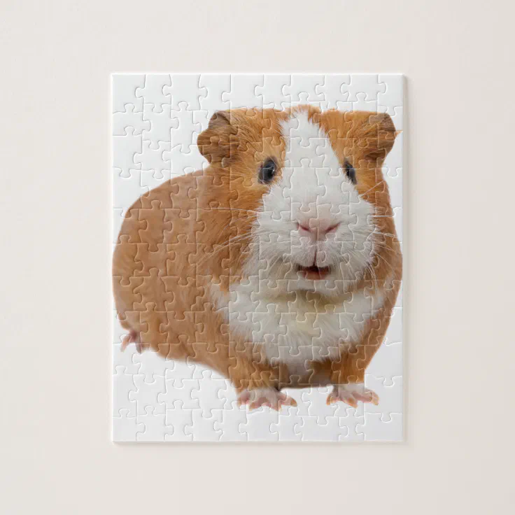 red guinea pig jigsaw puzzle | Zazzle