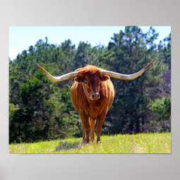 Red-Haired Texas Longhorn Poster | Zazzle