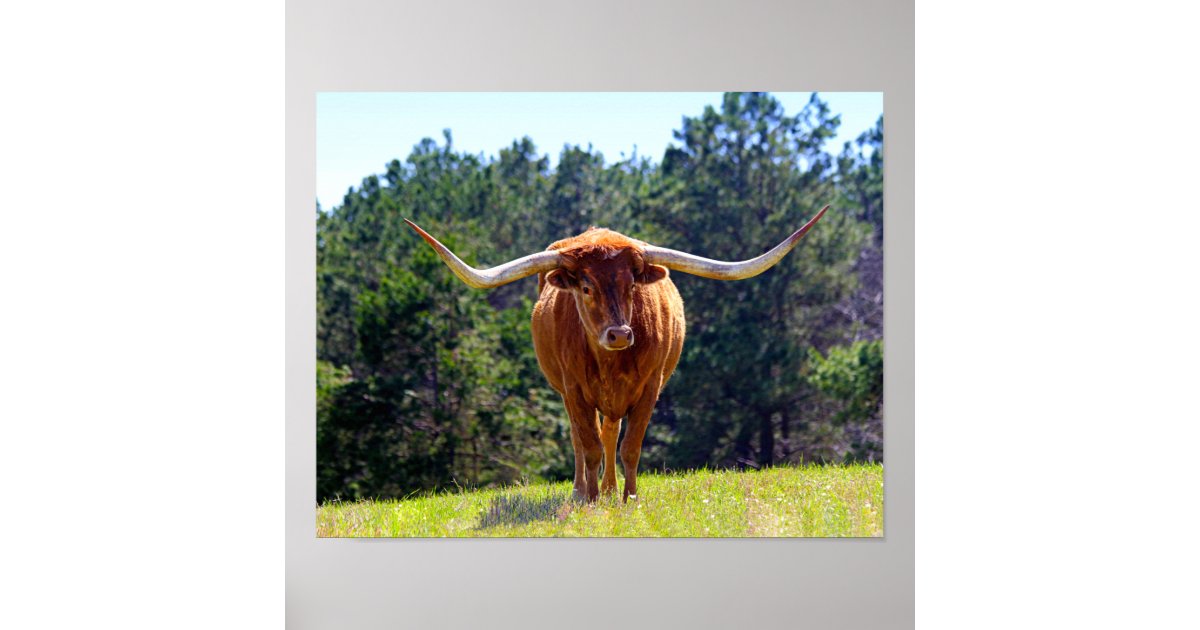Red-Haired Texas Longhorn Poster | Zazzle