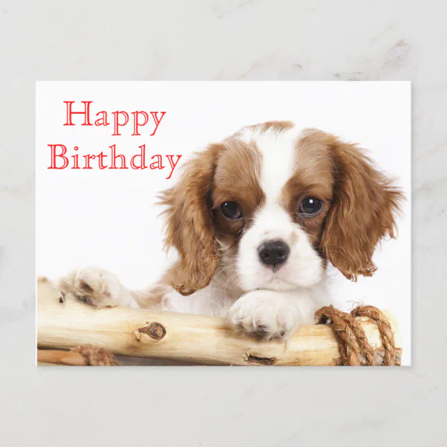 Red Happy Birthday Cavalier King Charles Spaniel Postcard | Zazzle