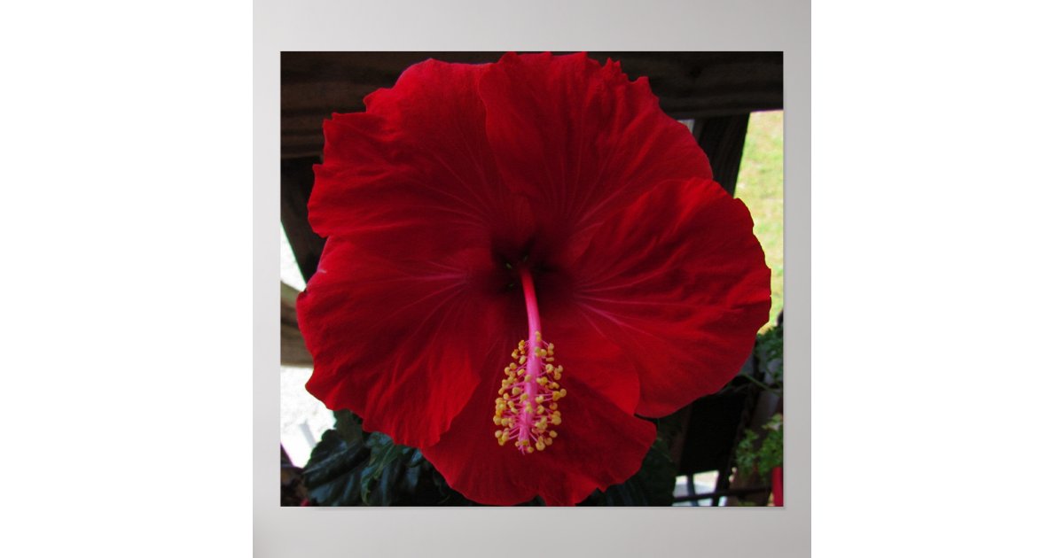 Red Hibiscus Poster | Zazzle