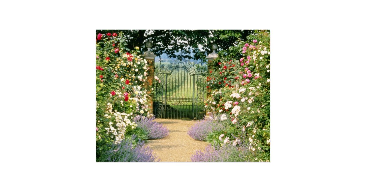 Red Hybrid Rose-Lined Path To Gate, Underplanted W Postcard | Zazzle.com