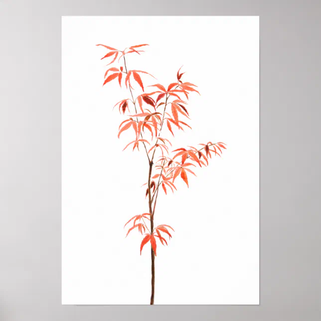 red Japanese dwarf maple tree watercolor Poster | Zazzle