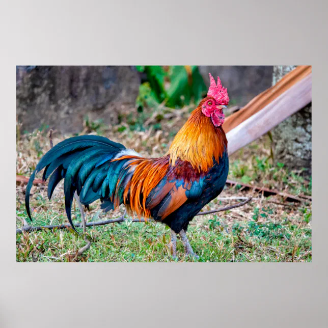 Red junglefowl poster | Zazzle