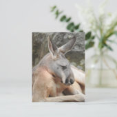 Red Kangaroo Postcard | Zazzle