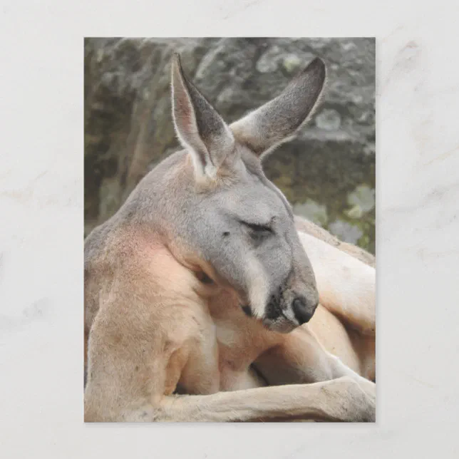 Red Kangaroo Postcard | Zazzle