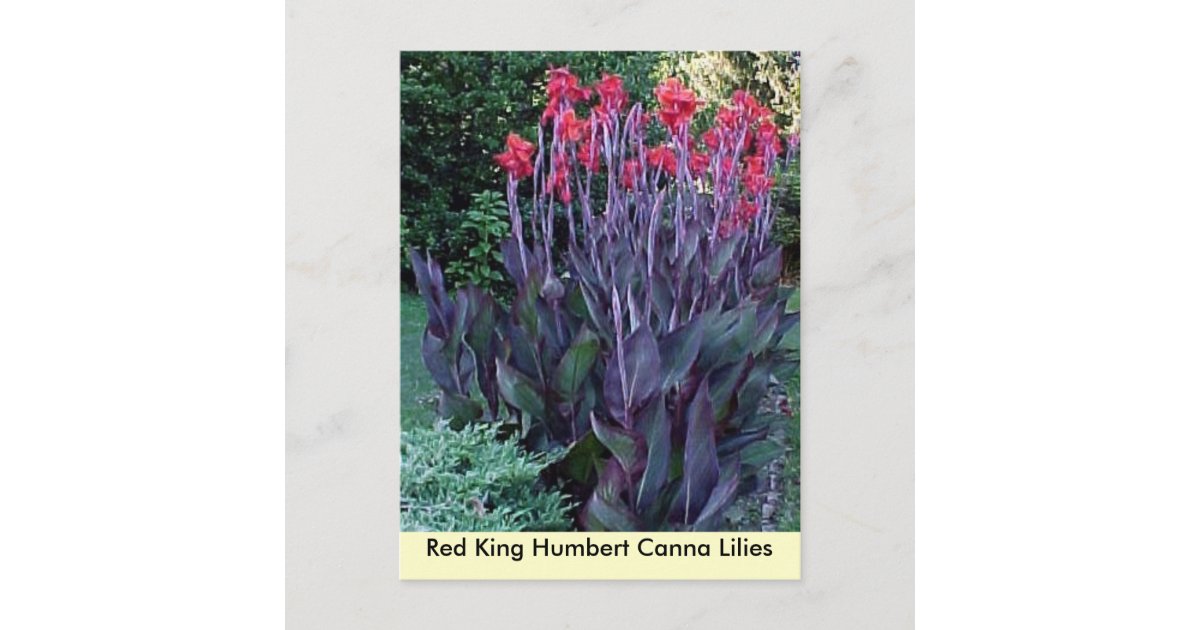 Red King Humbert Canna Lilies Postcard | Zazzle