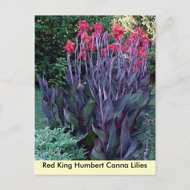 Red King Humbert Canna Lilies Postcard | Zazzle