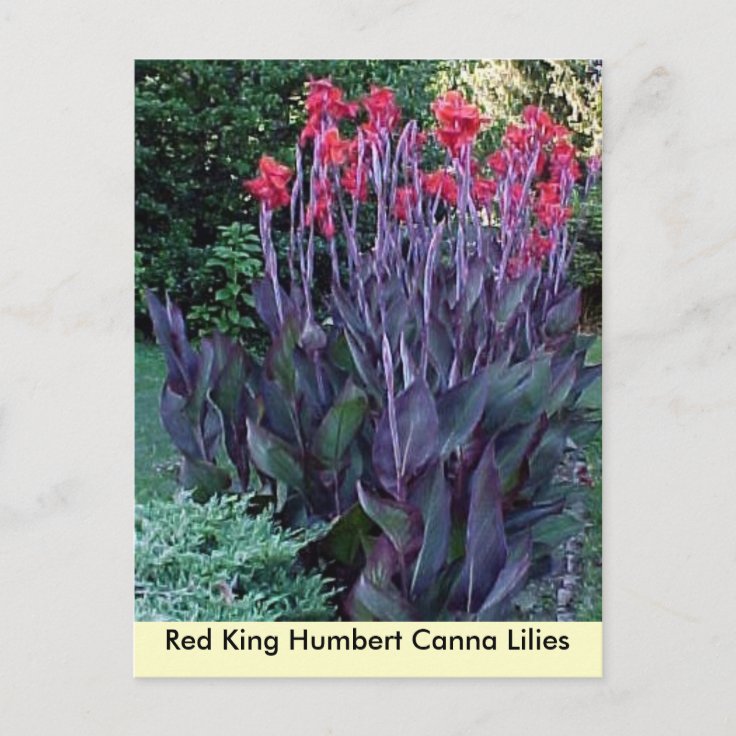 Red King Humbert Canna Lilies Postcard | Zazzle