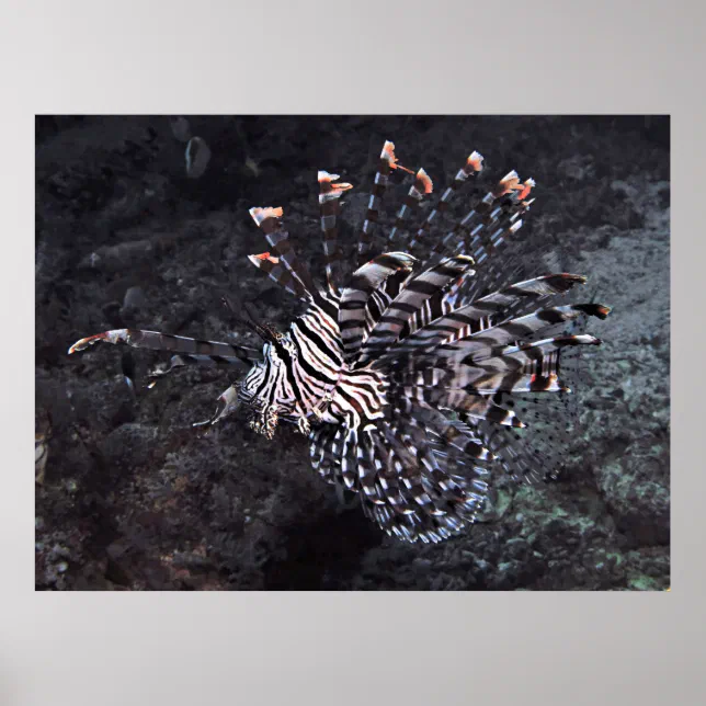 Red Lionfish Poster | Zazzle