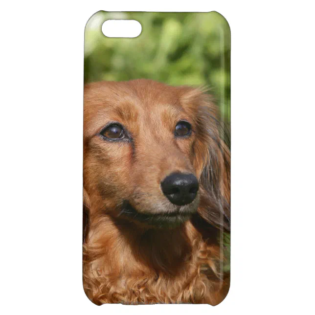 Red Long-haired Miniature Dachshund iPhone Case | Zazzle