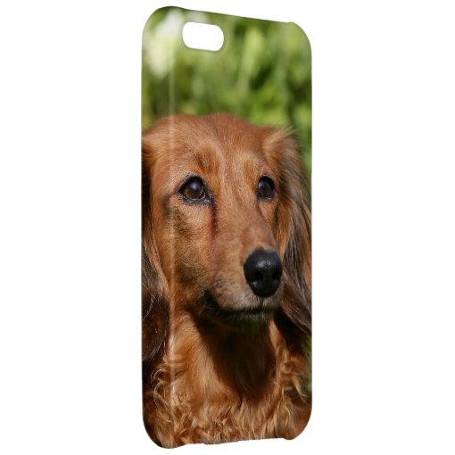 Red Long-haired Miniature Dachshund iPhone Case | Zazzle