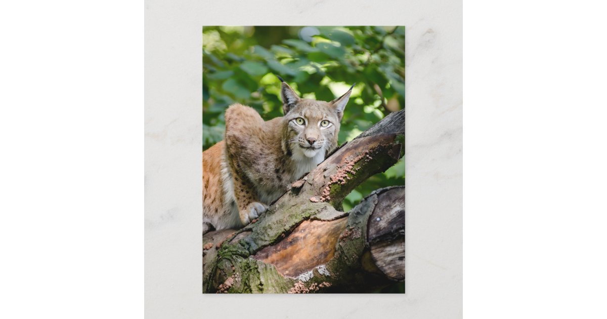 Red Lynx In Jungle Postcard | Zazzle