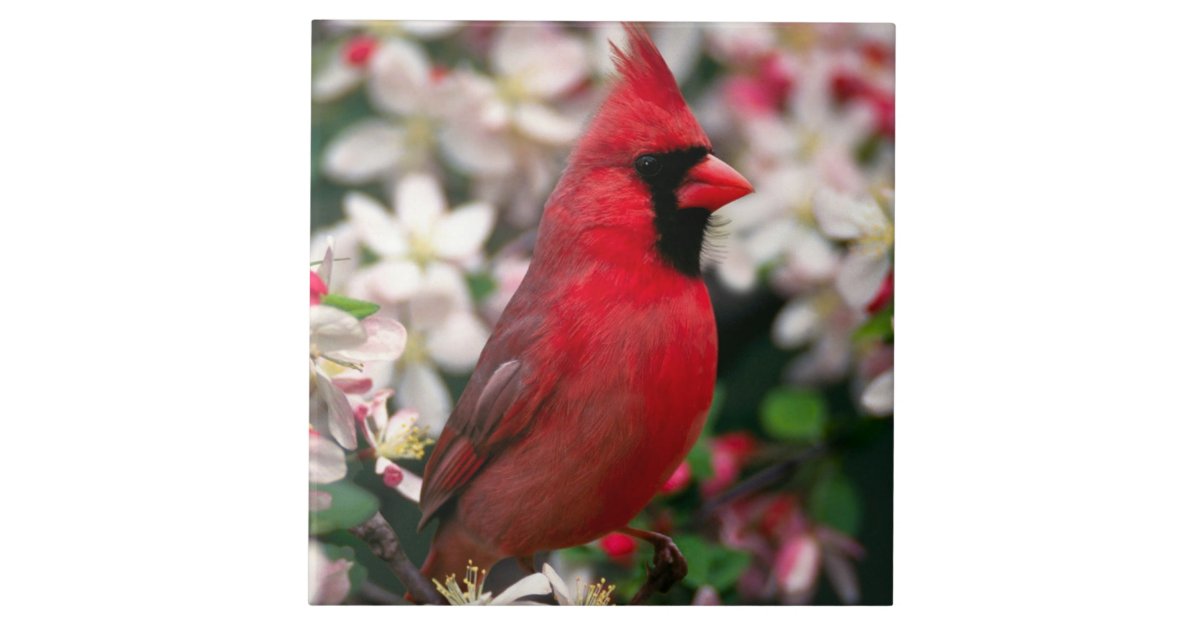 Red Male Cardinal Ceramic Tile | Zazzle