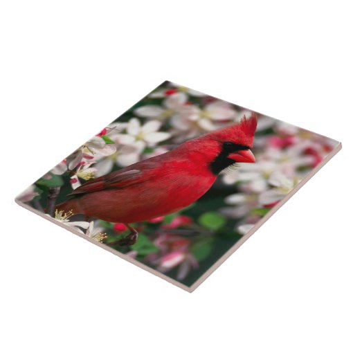Red Male Cardinal Ceramic Tile | Zazzle